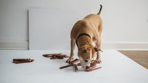 The 5 Fascinating Steps to Making a Bully Stick
