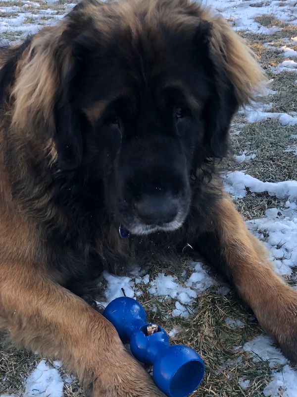 Bully Stick Holders: The Ultimate Guide